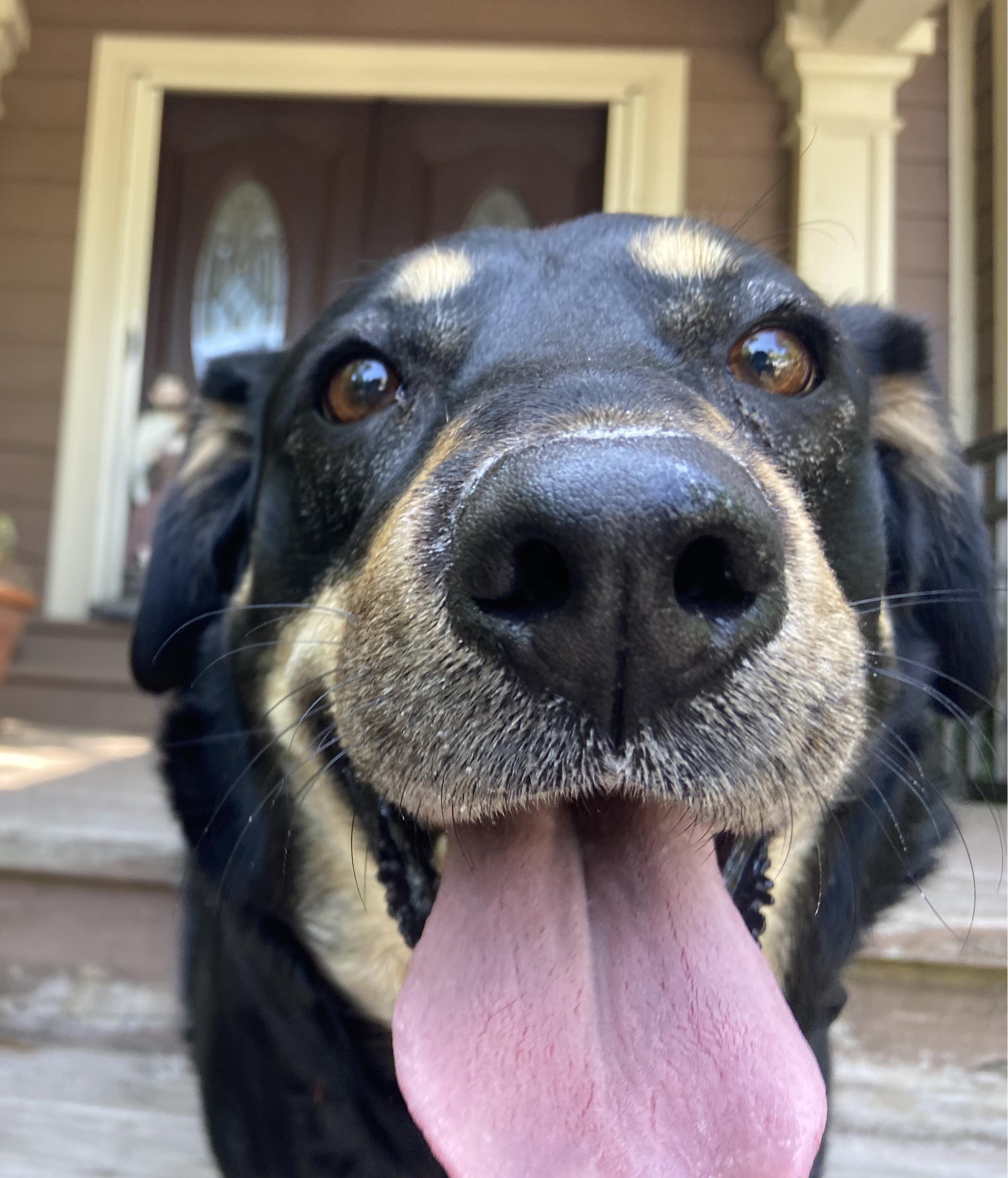 Meet echo | Scrolller