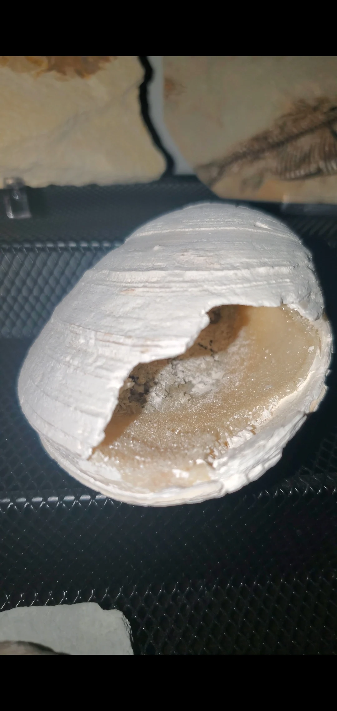 Fossilized clam with what I believe is calcite | Scrolller