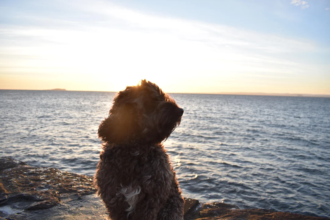 Let's see your Majestic Hounds during Golden Hour | Scrolller