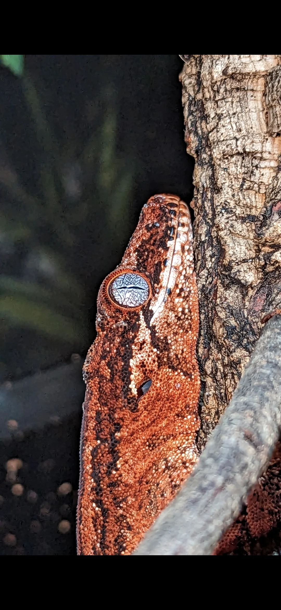 Discover more like Geckos: Spicy gek and Related Content | Scrolller