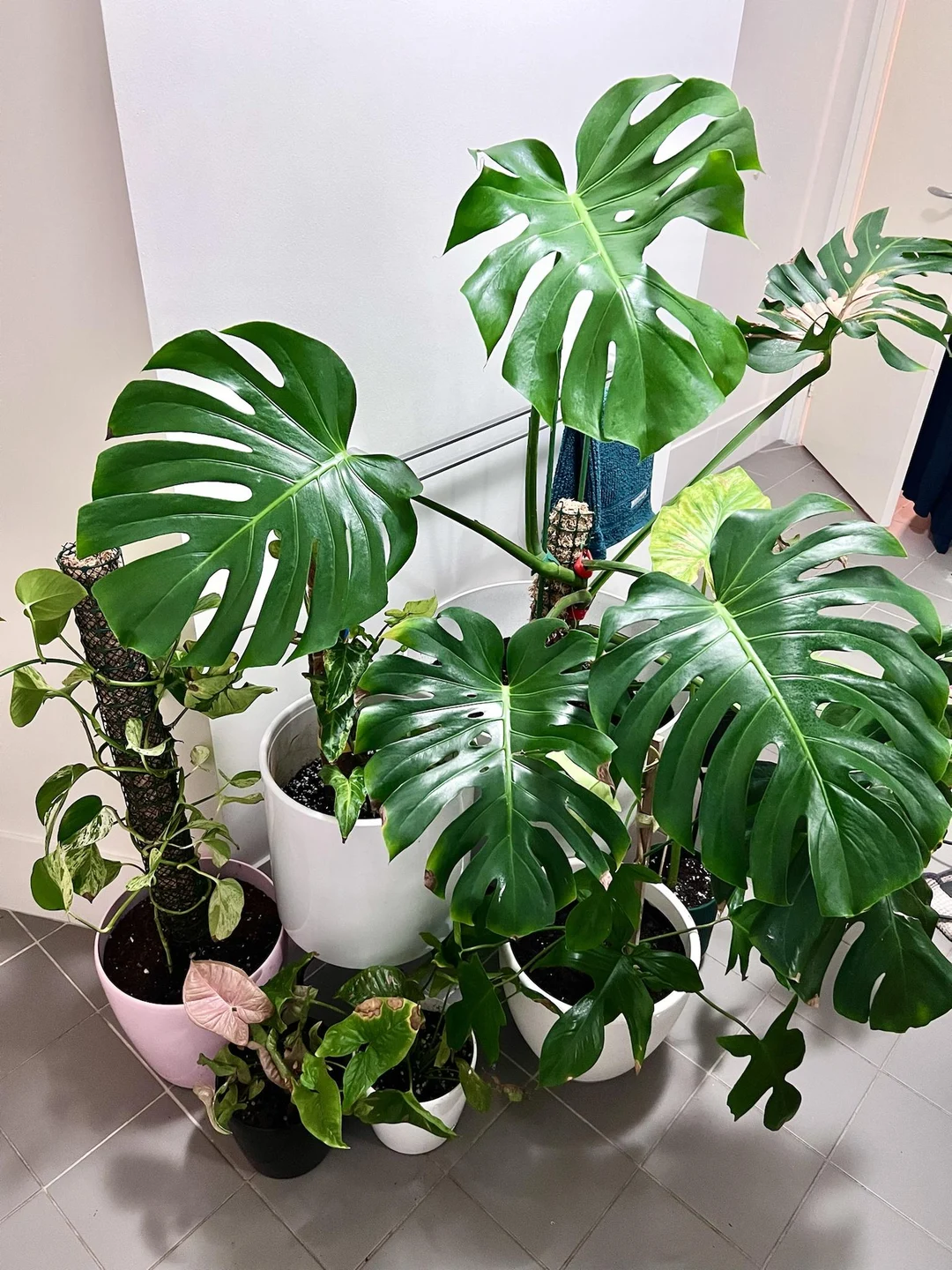 Can’t think of a title… plants? | Scrolller