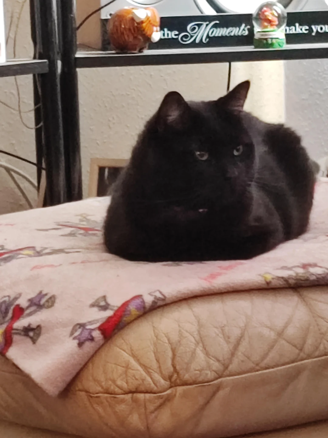 Black cat loaf | Scrolller
