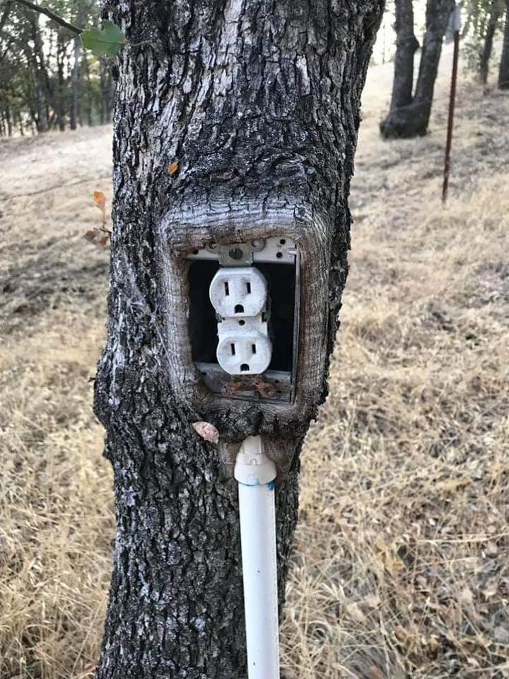 Tree Power Outlet | Scrolller