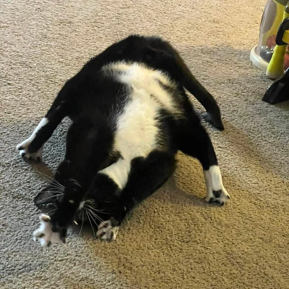 Benson 🤣 | Scrolller