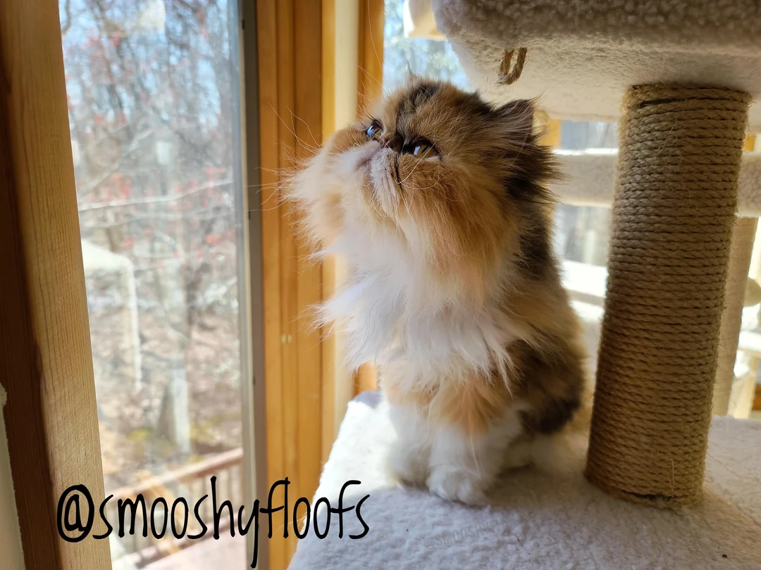 My floof, her name is Grumpkin Spice | Scrolller