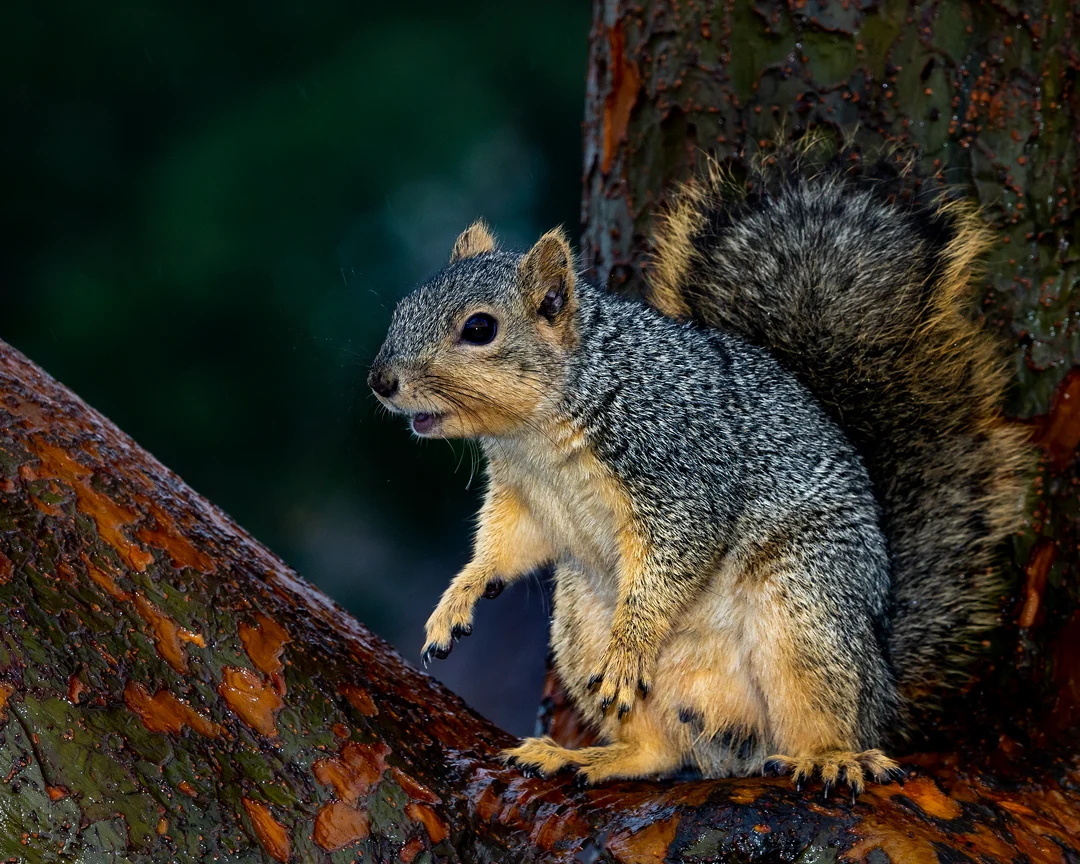 Rain Squirrel | Scrolller