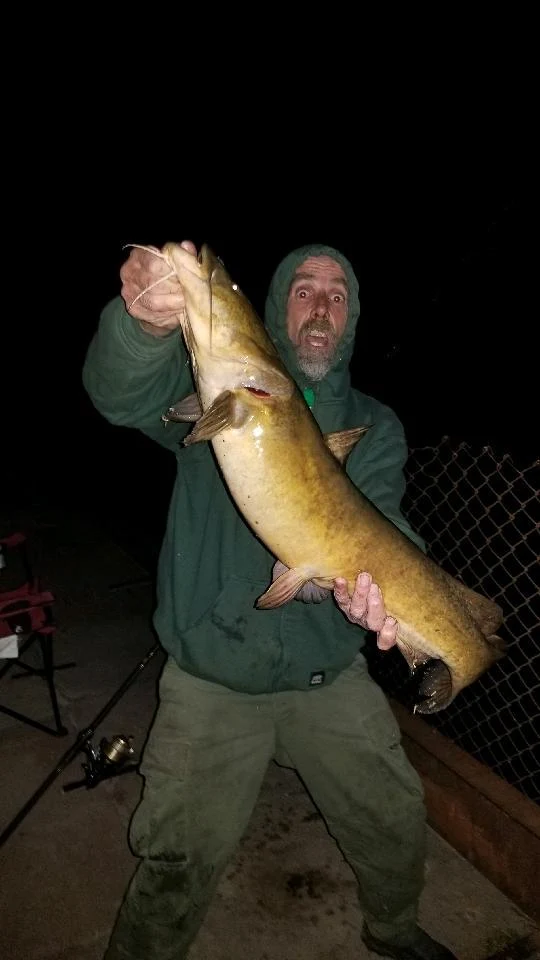 Potomac River flathead | Scrolller