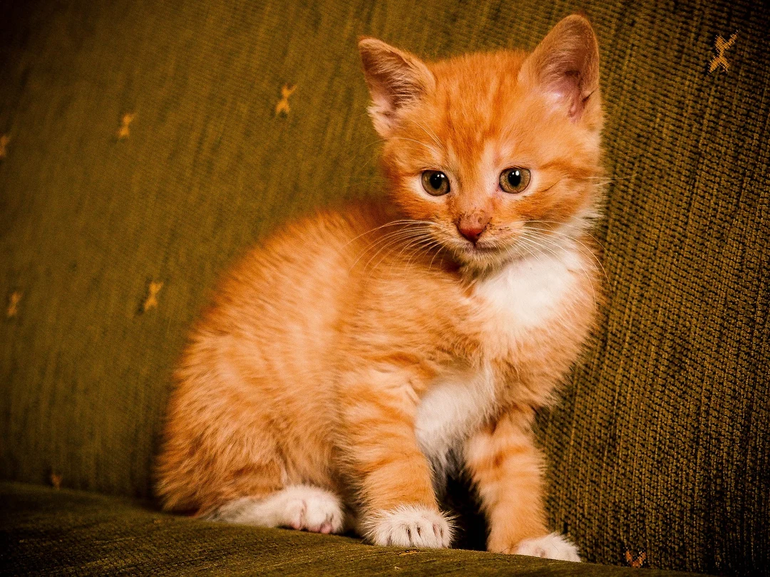 Little ginger | Scrolller