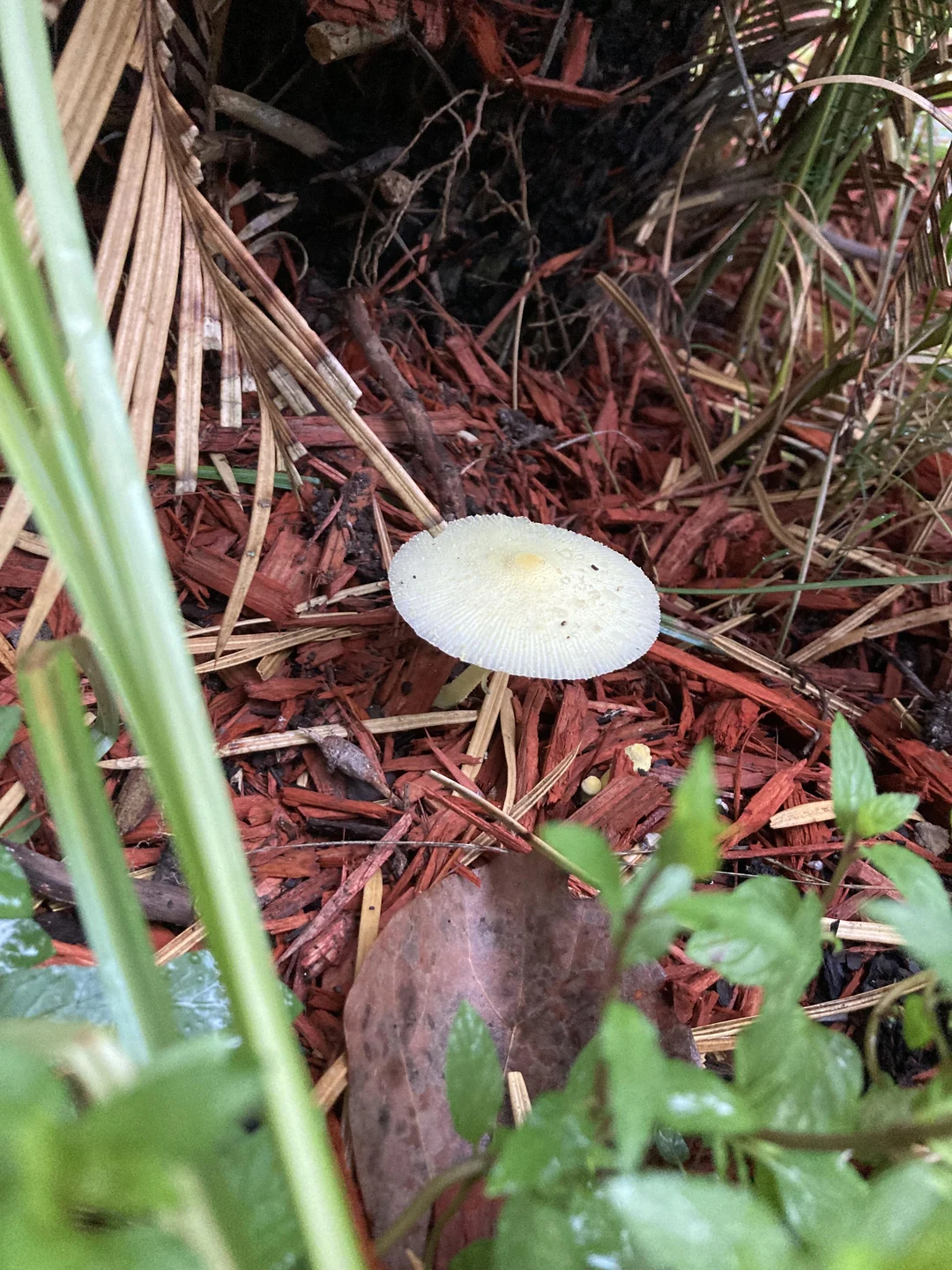 Eastern NC | Scrolller