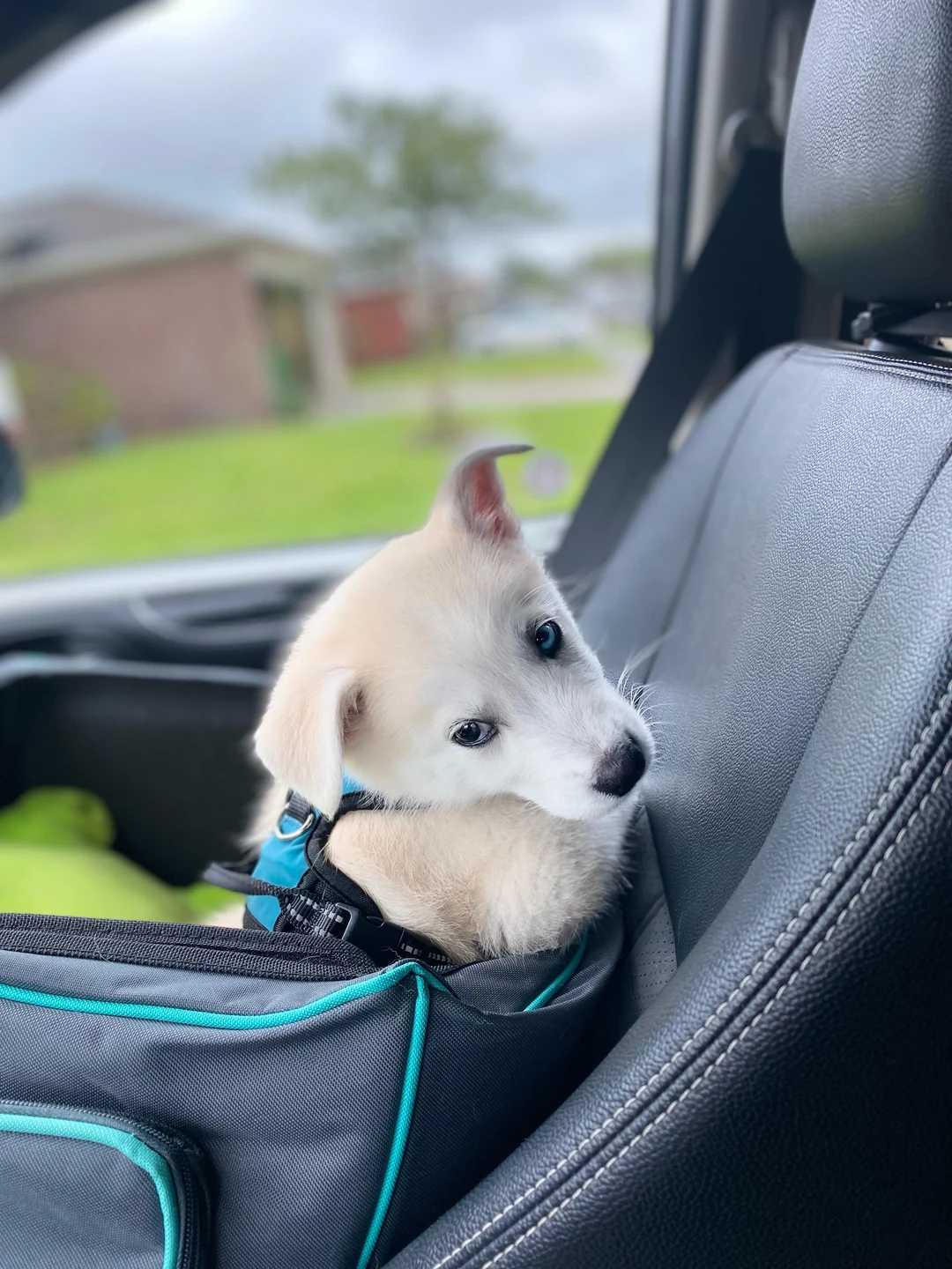 Passenger Princess | Scrolller