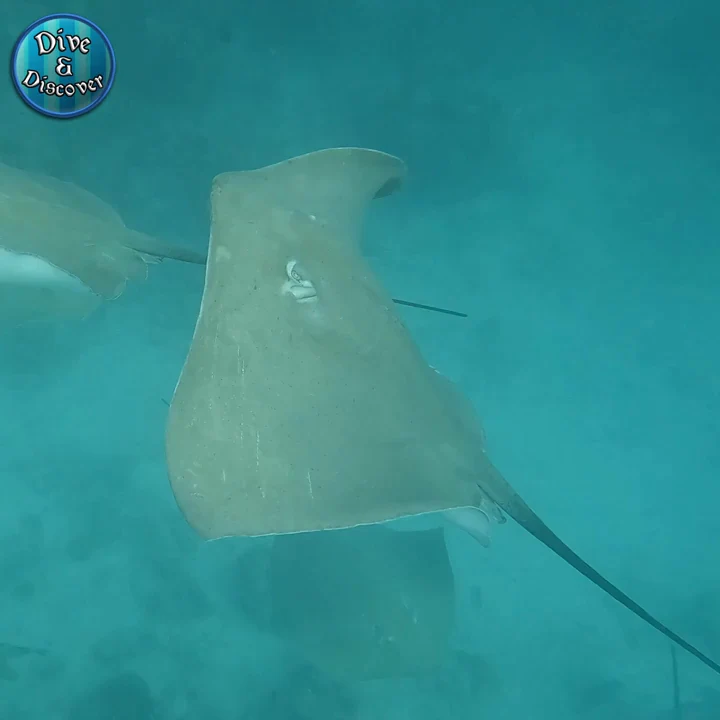 Giant stingray flies over my buddy | filmed with GoPro 10 | Scrolller