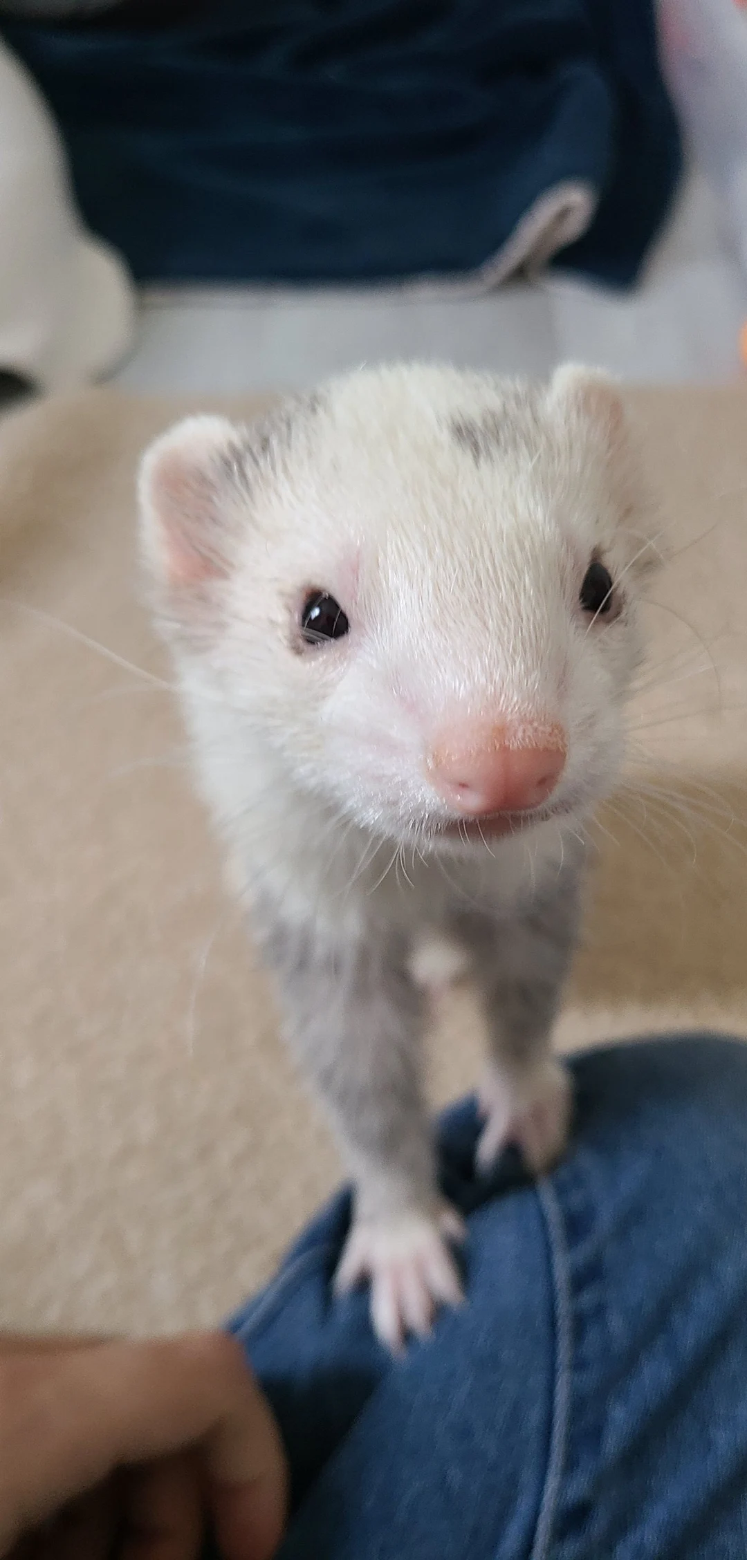 Somehow managed to get a perfectly focused close up | Scrolller