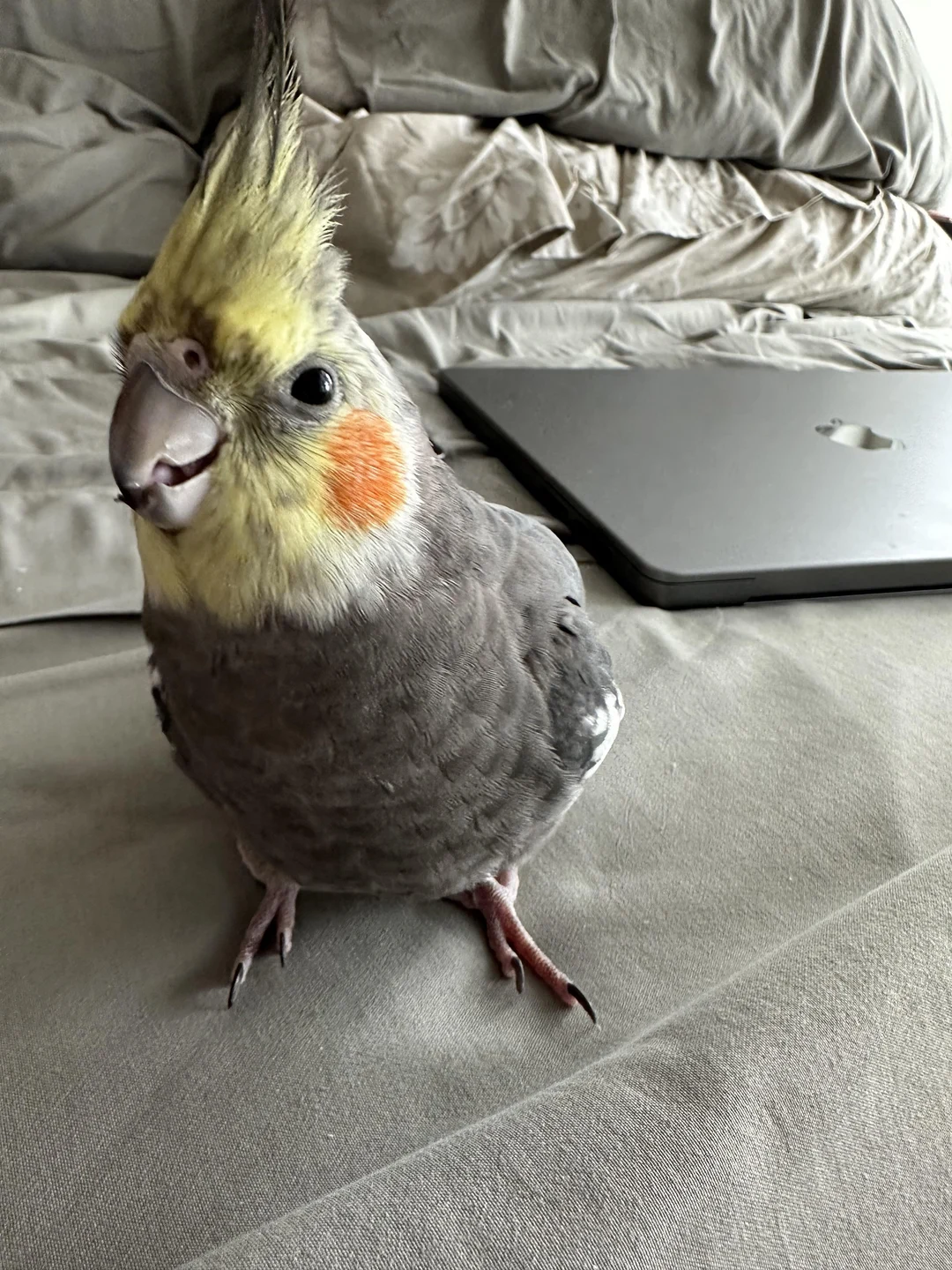 Gender confirmation | Scrolller