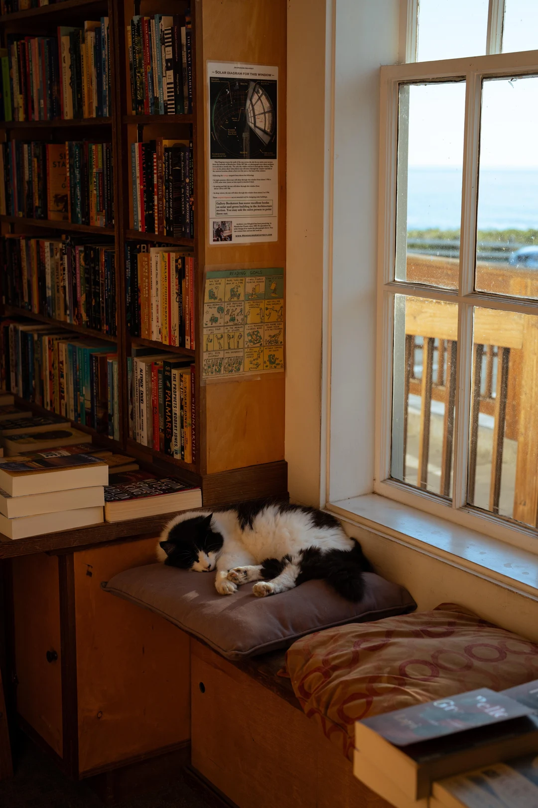 Catsby snuggled up in his little bookstore nook by the ocean in Mendocino, CA | Scrolller