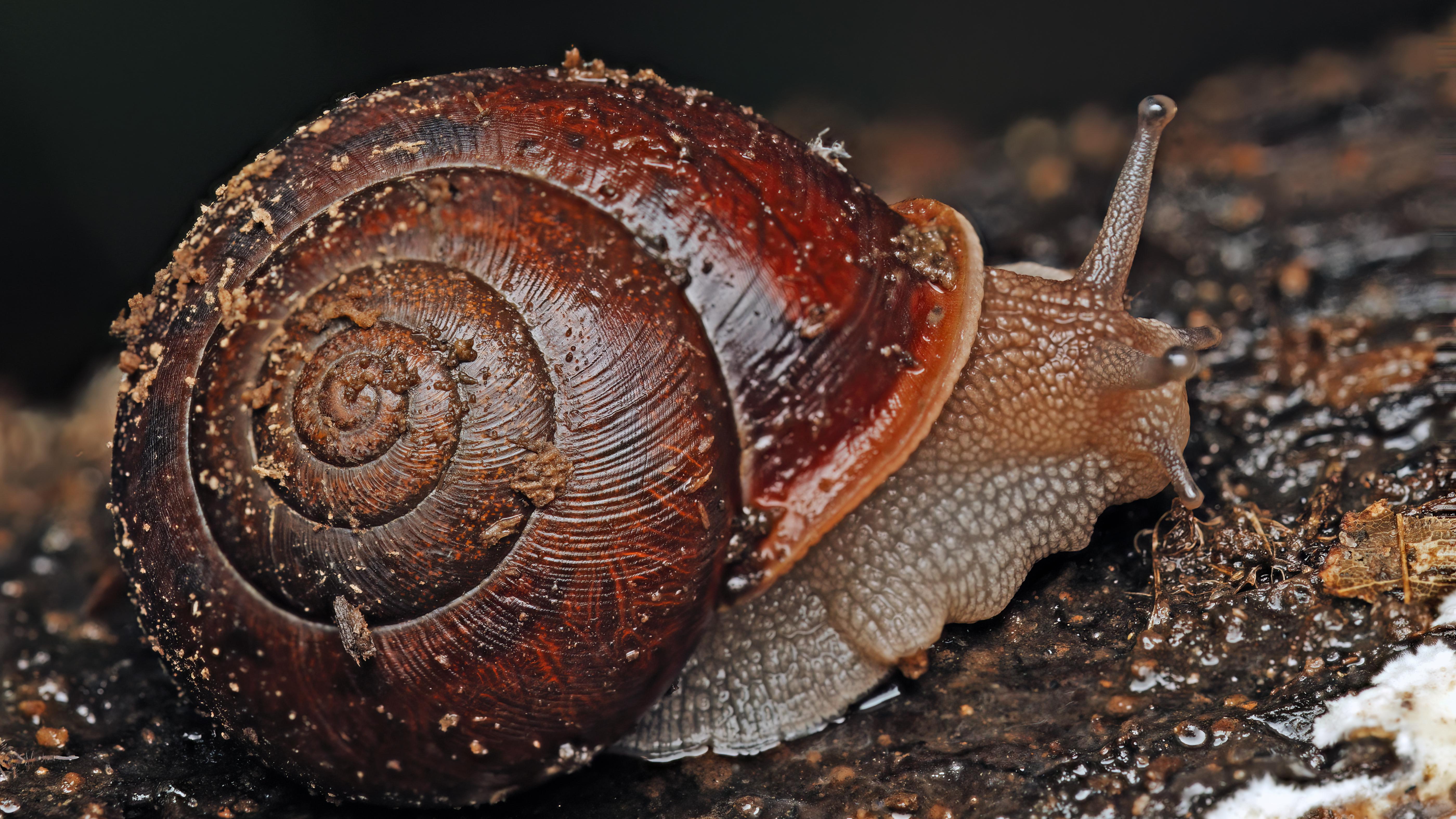 Snail under a log | Scrolller