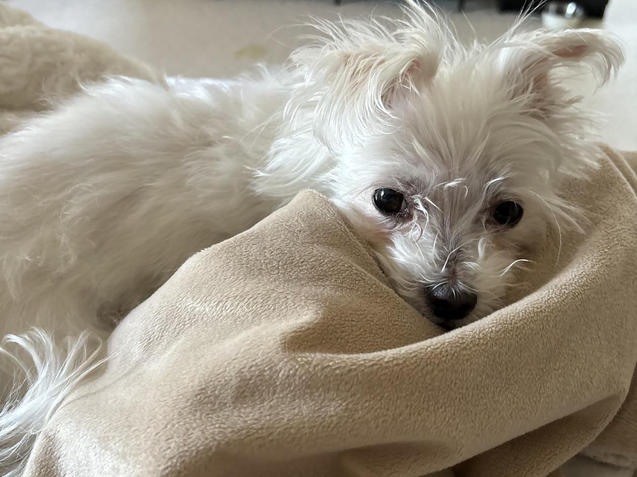 She Looks Cute But Her Farts Are Nuclear Scrolller