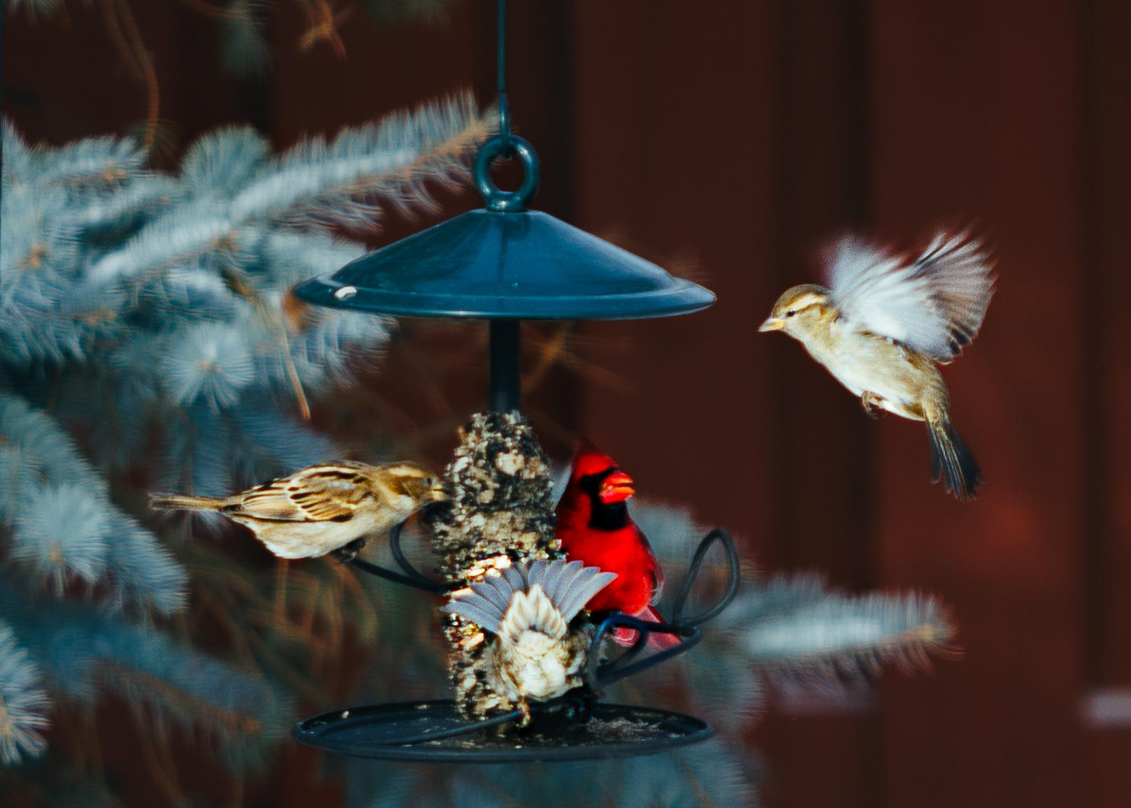 Cardinal backing off a Sparrow | Scrolller