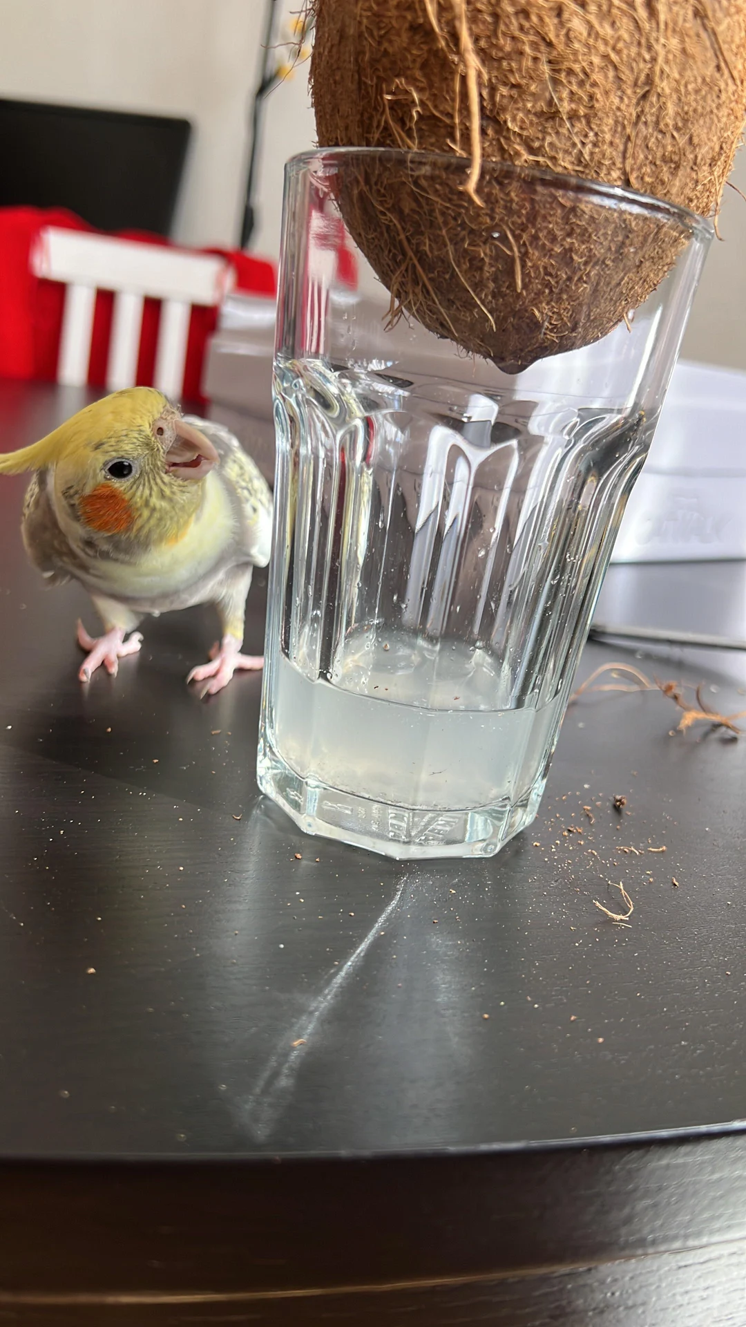 Libby's first time seeing a coconut | Scrolller