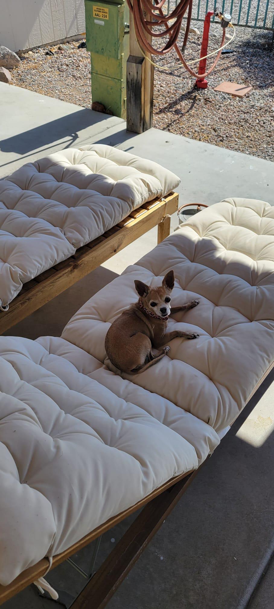 Midgie on her lounge! | Scrolller