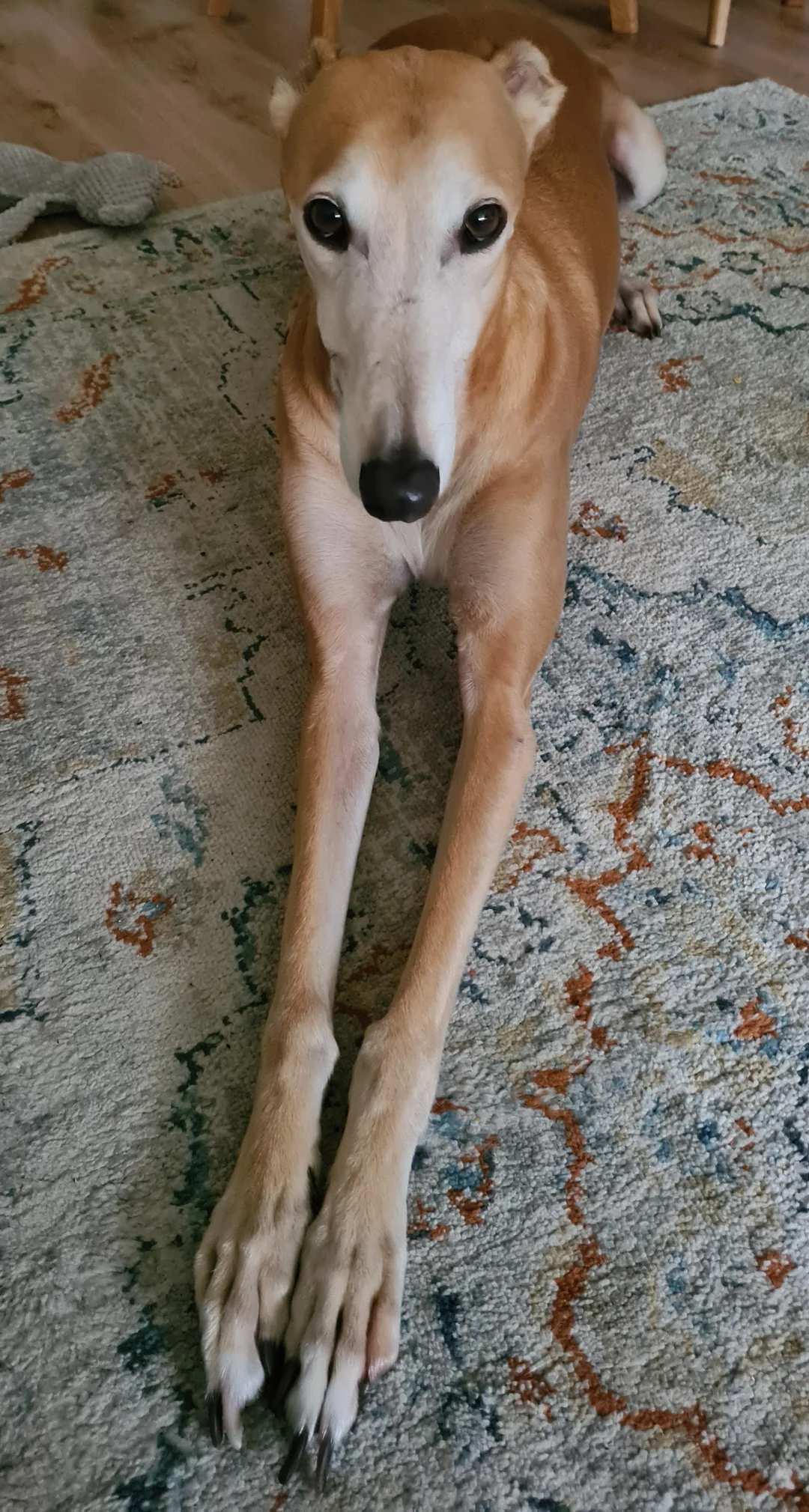 Discover more like Greyhounds: Hi from Lito and Related Content | Scrolller