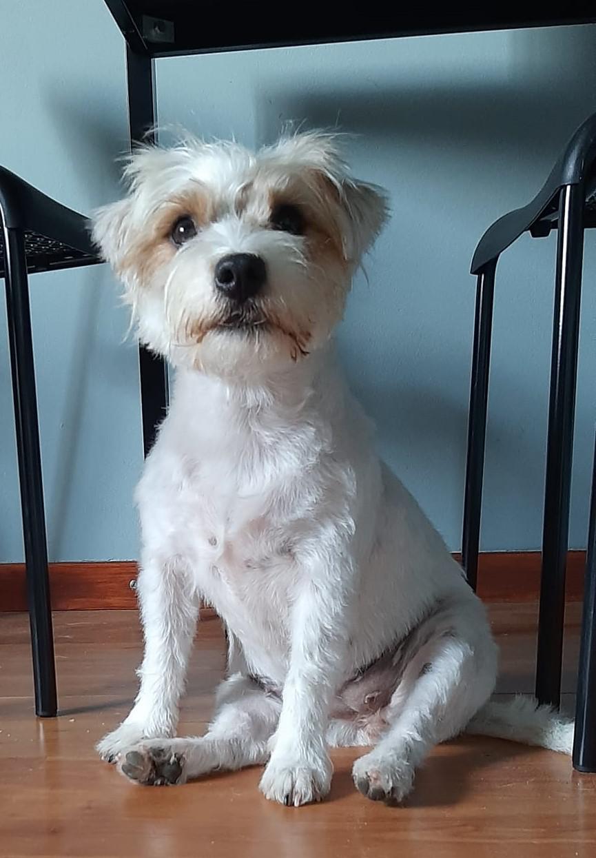 Lua before and after the haircut | Scrolller