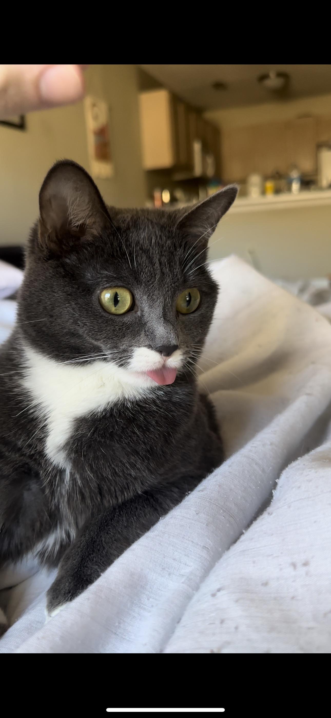Ms Amilias biggest blep!! | Scrolller