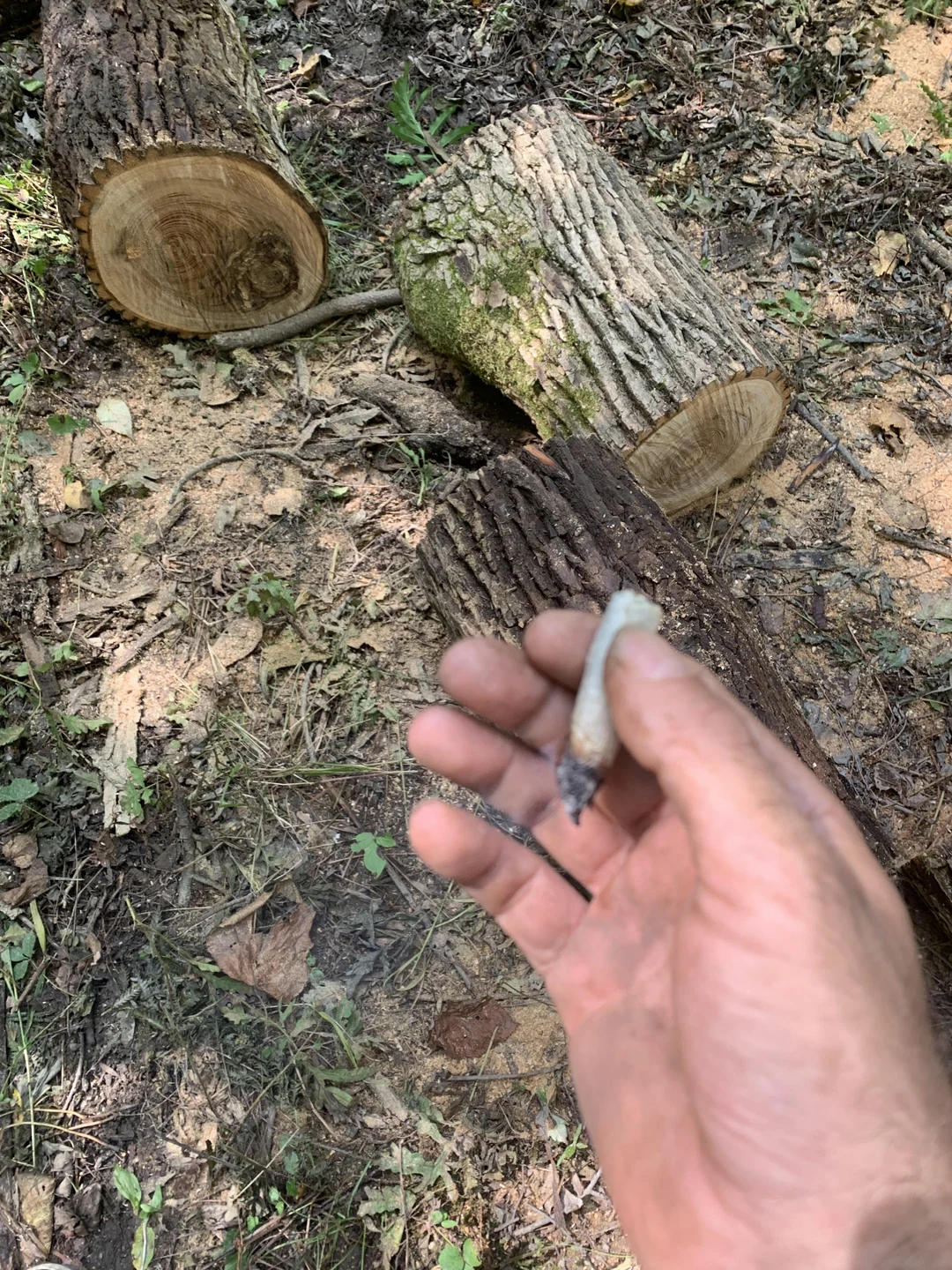 Smoking on a log | Scrolller