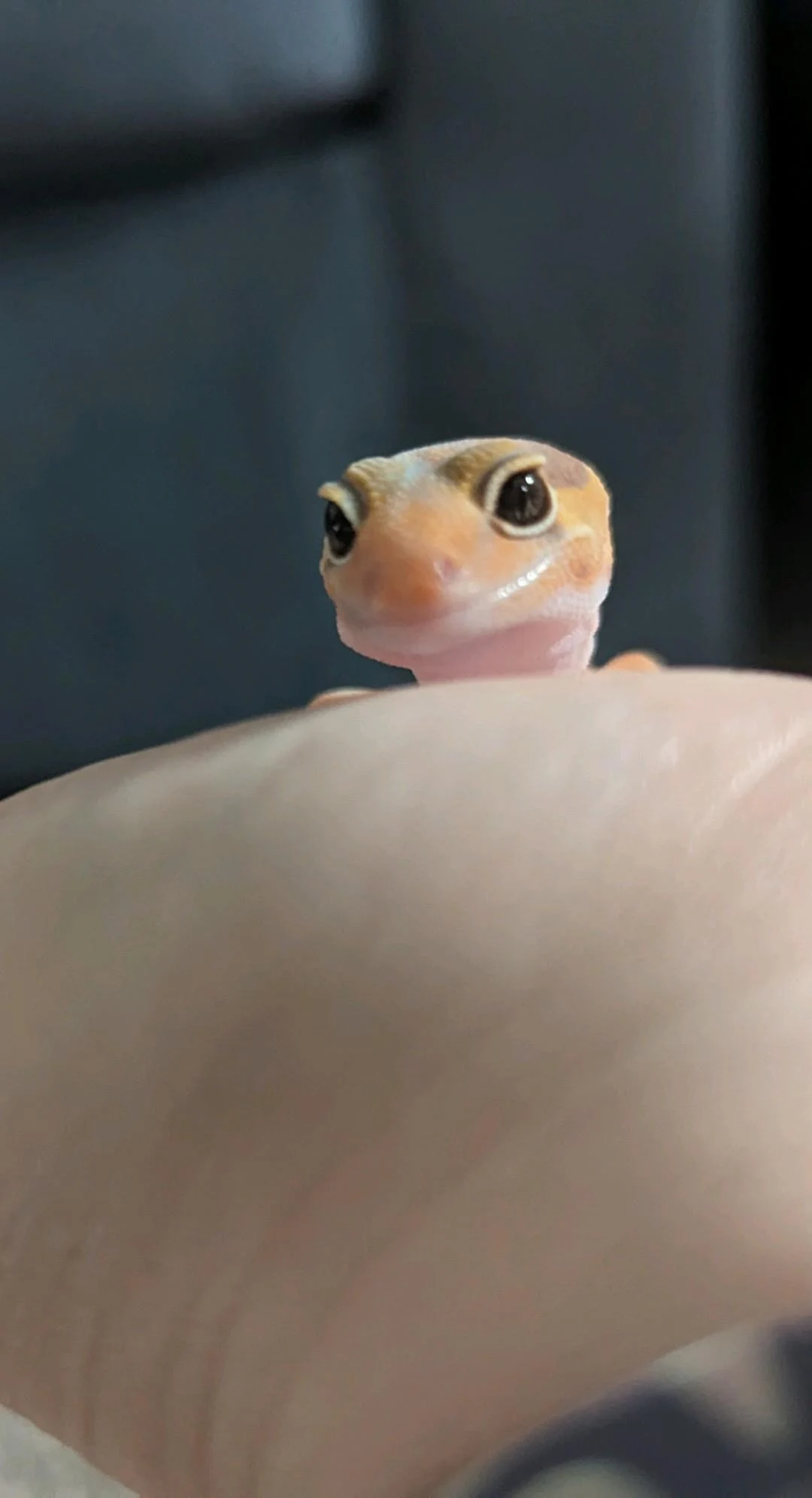 I was trying to feed my gecko insects again and she gave me a weird behavior | Scrolller
