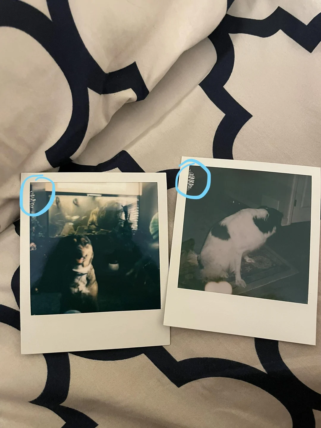 Does anyone know why these streaks occur on photos? | Scrolller