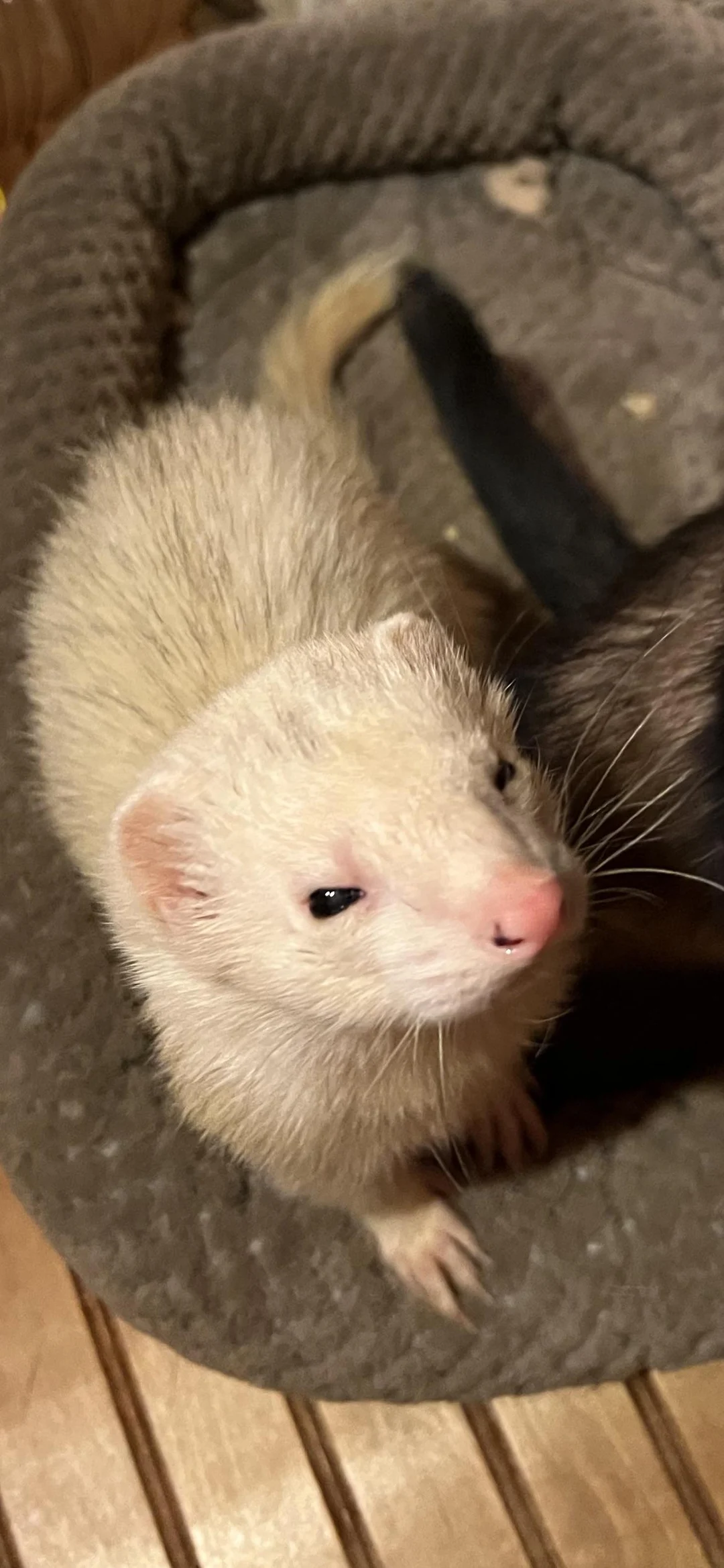 My judgmental little guy, Ivan | Scrolller