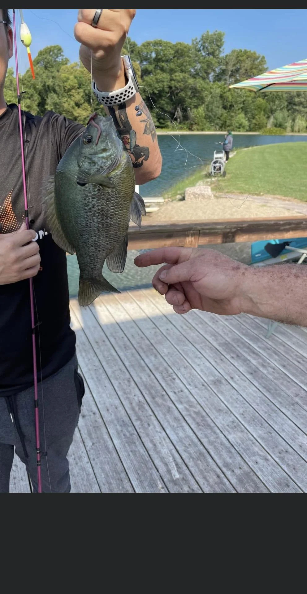 Caught this huge bluegill yesterday. | Scrolller