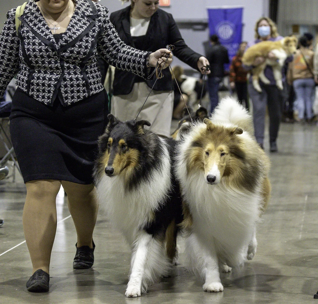 majestic | Scrolller