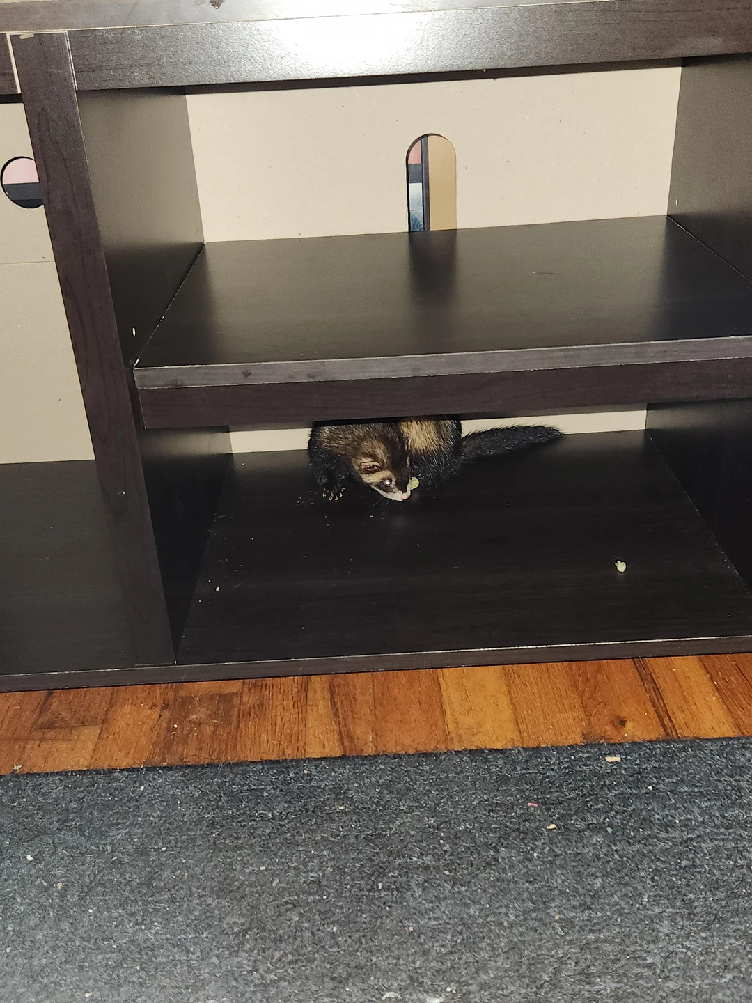 Ciri, the cheeto thief | Scrolller