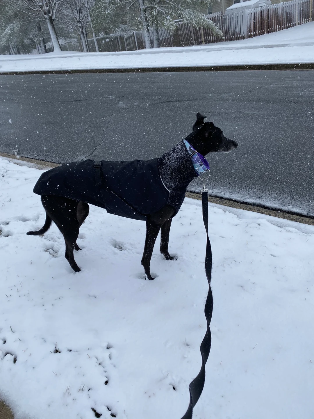 Chloe says “more snow?!” | Scrolller