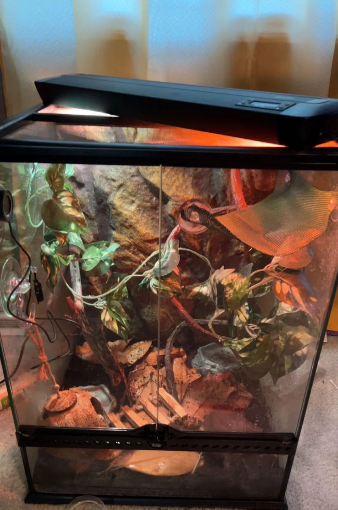 Good enclosure for a Tropical House Gecko? | Scrolller