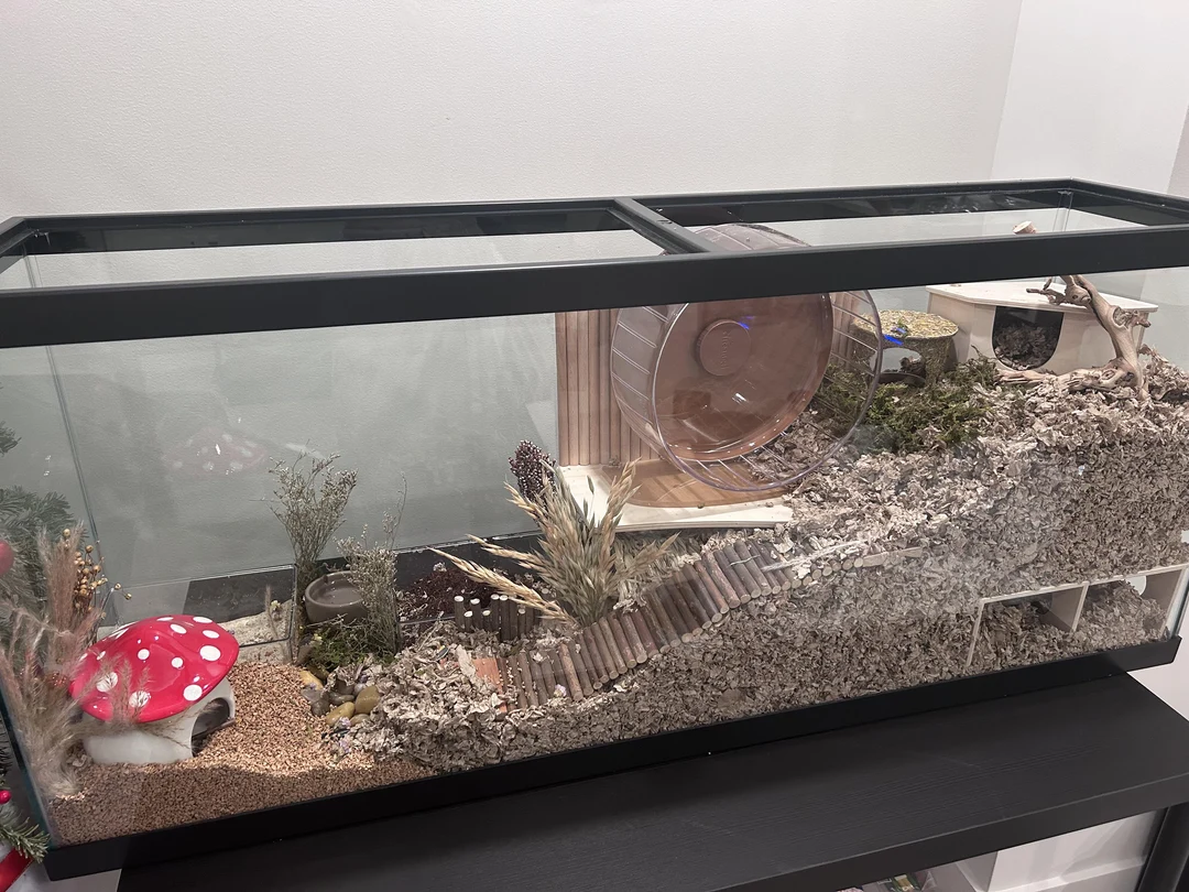 Hamster cage update | Scrolller