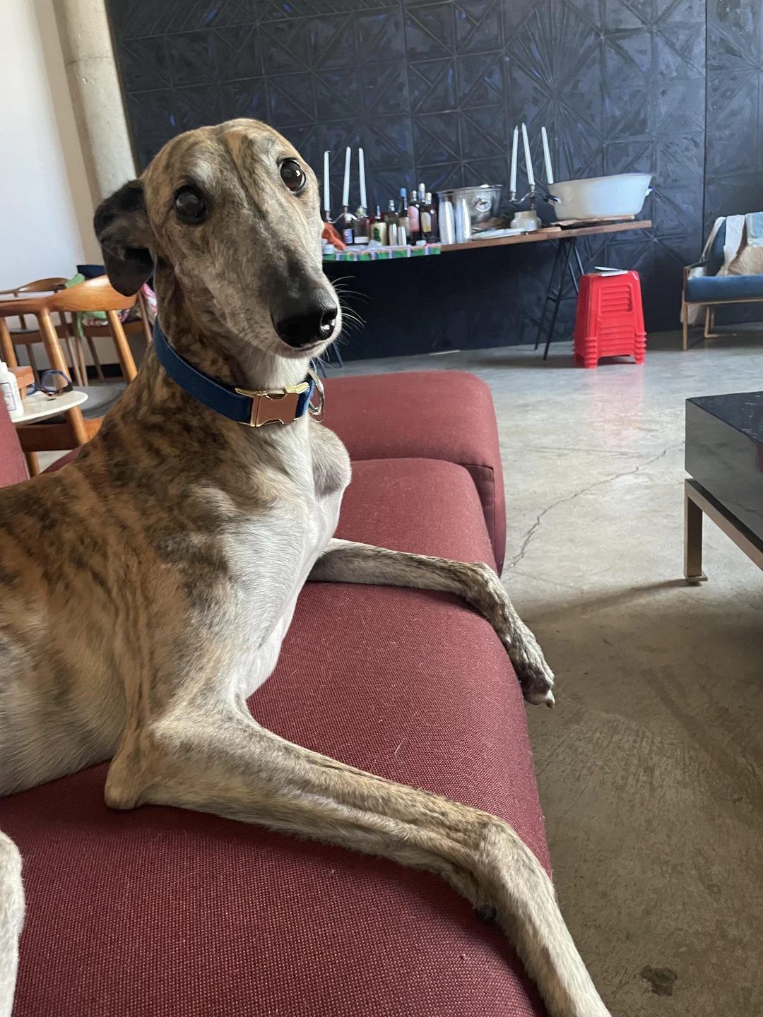 Buff little house elf | Scrolller