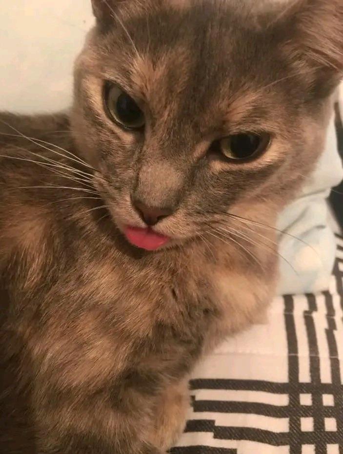 human please bring me my chick, blep | Scrolller