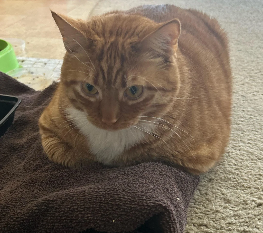Mittens the cat loaf | Scrolller