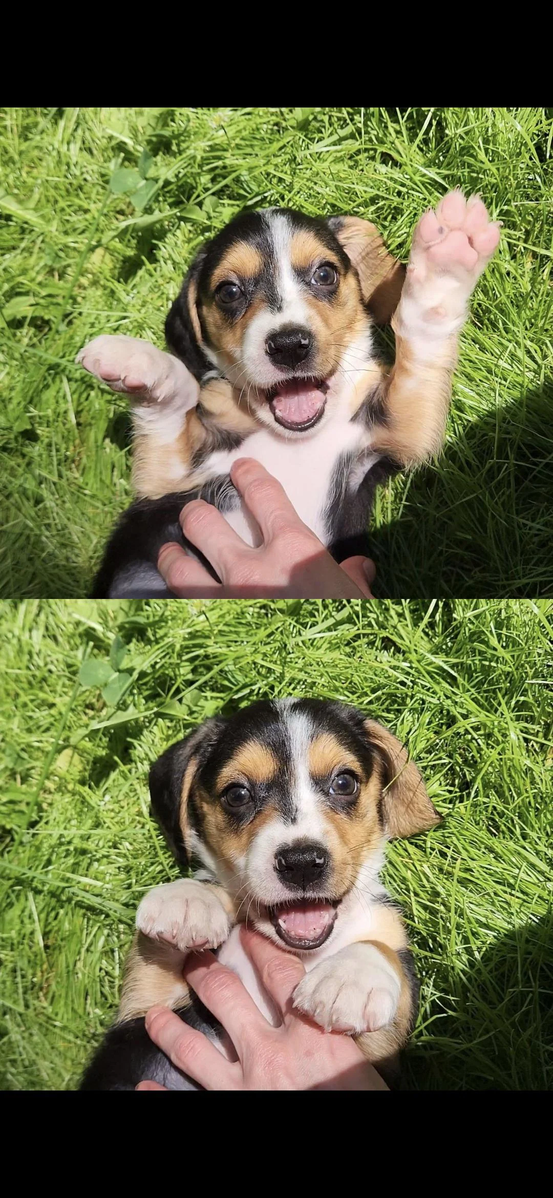 My foster (and adopted) pup being the happiest girl! | Scrolller