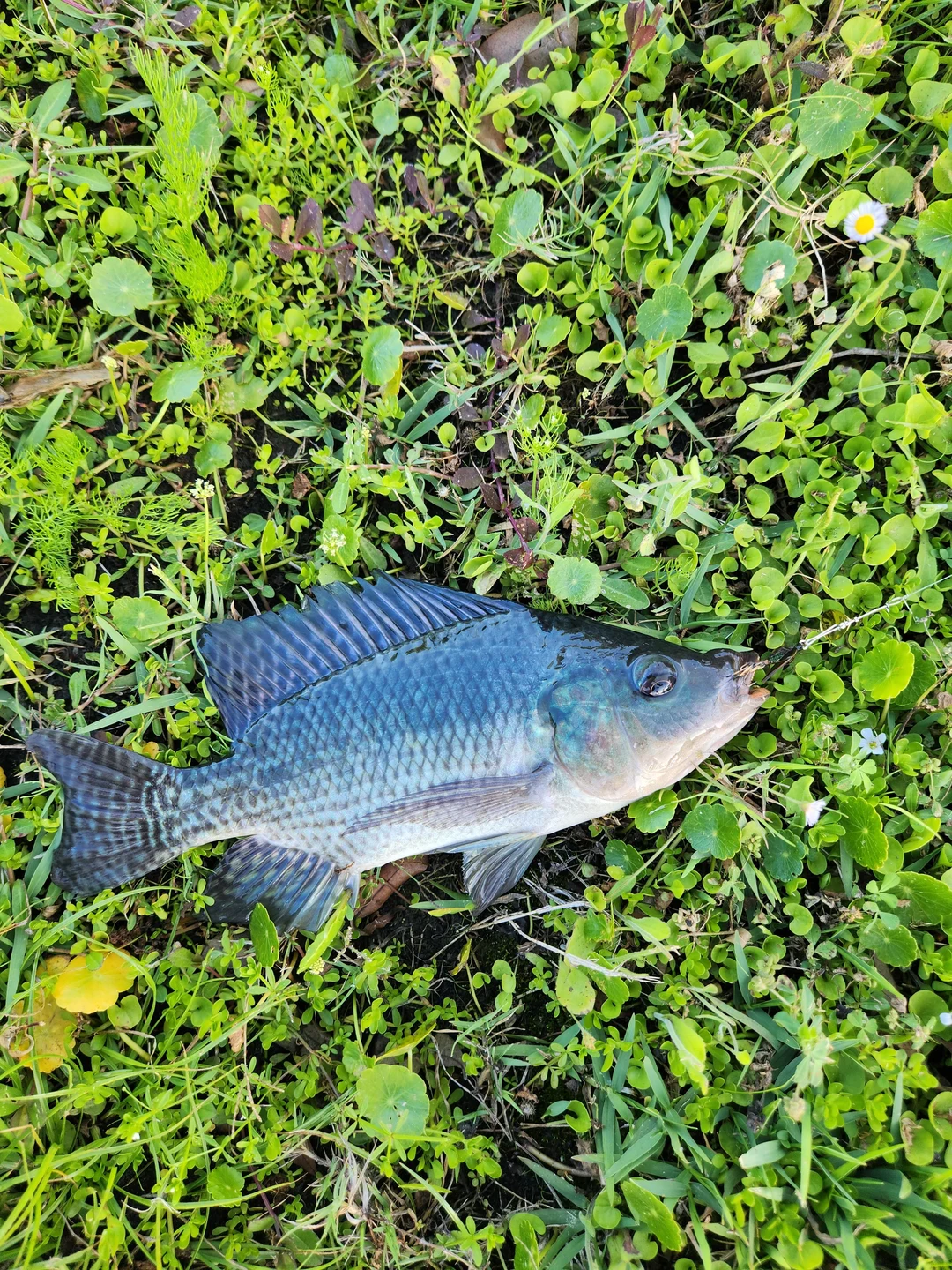 What fish is this? Caught in a pond, Jacksonville, Fl | Scrolller