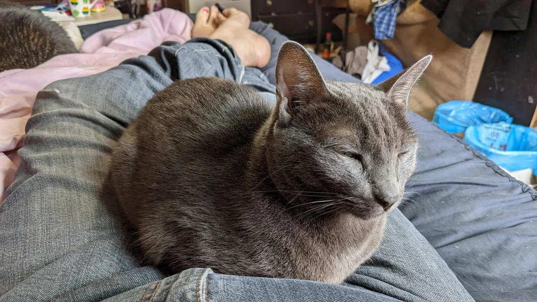 She loaf in my lap ♥️ | Scrolller