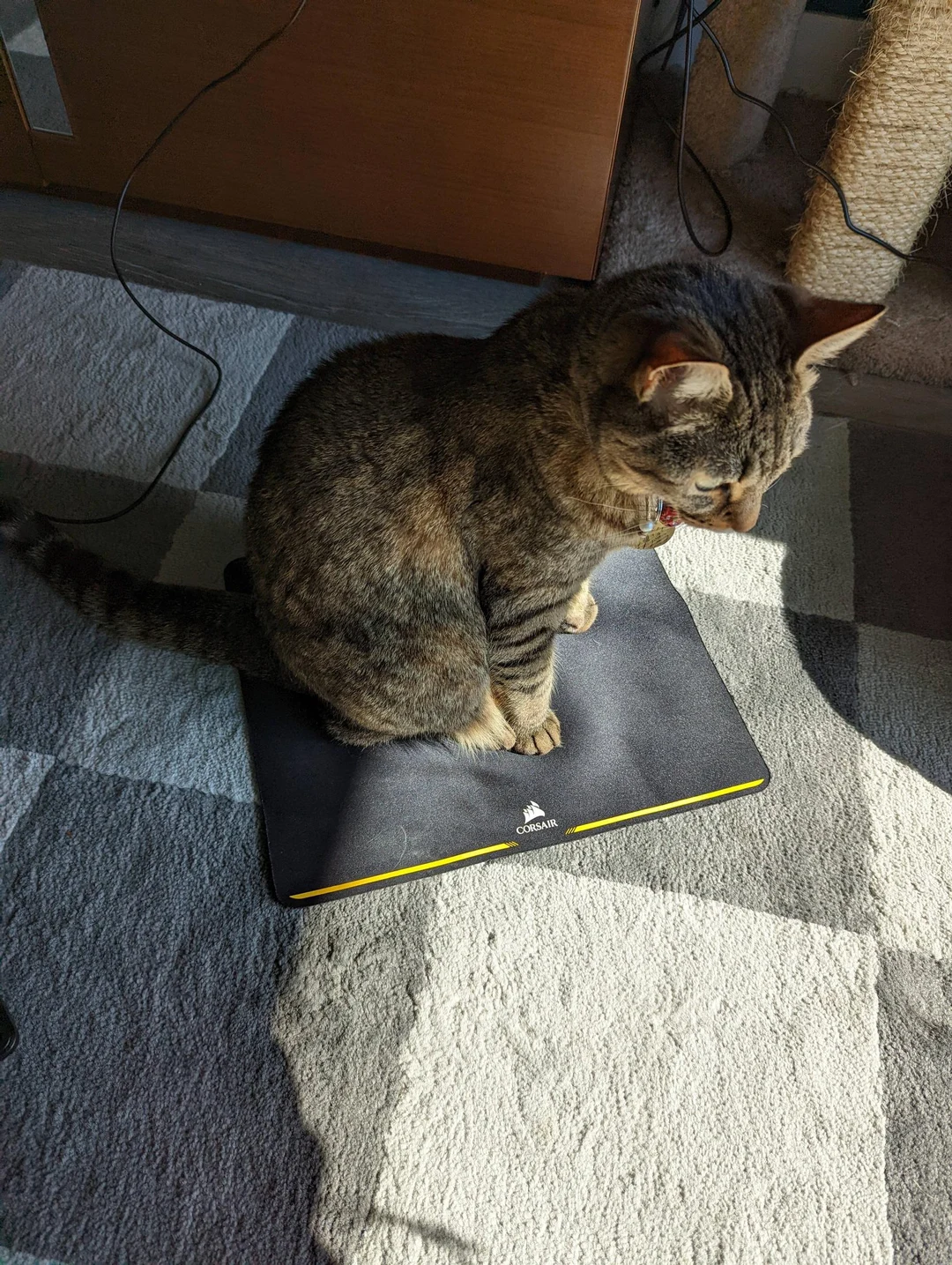 My mouse pad apparently makes a great trap. | Scrolller