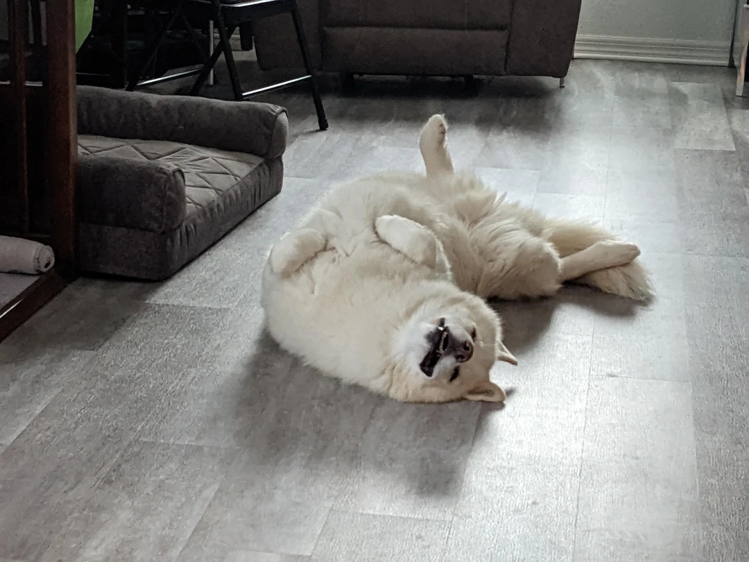 We went on a very long walk today. Big doof has been like this ever since. Ruff day. | Scrolller