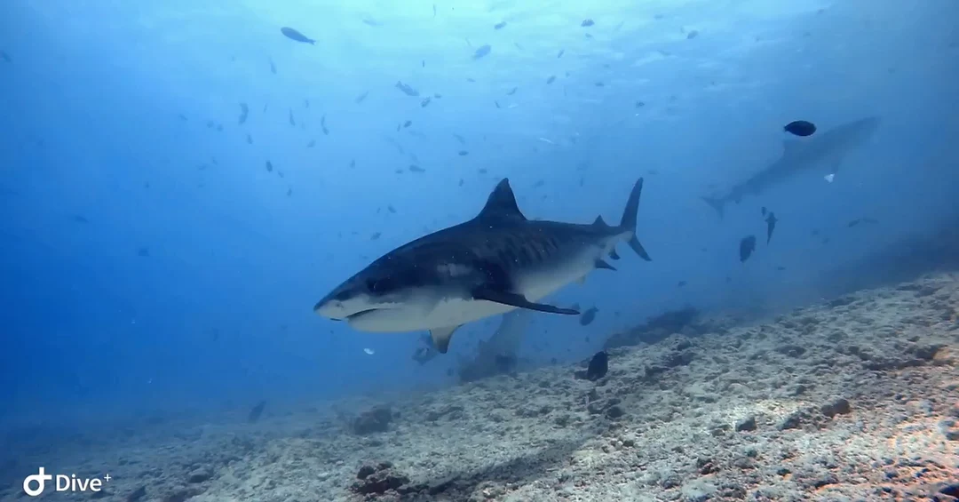 Tiger sharks in Maldives. 🦈 | Scrolller