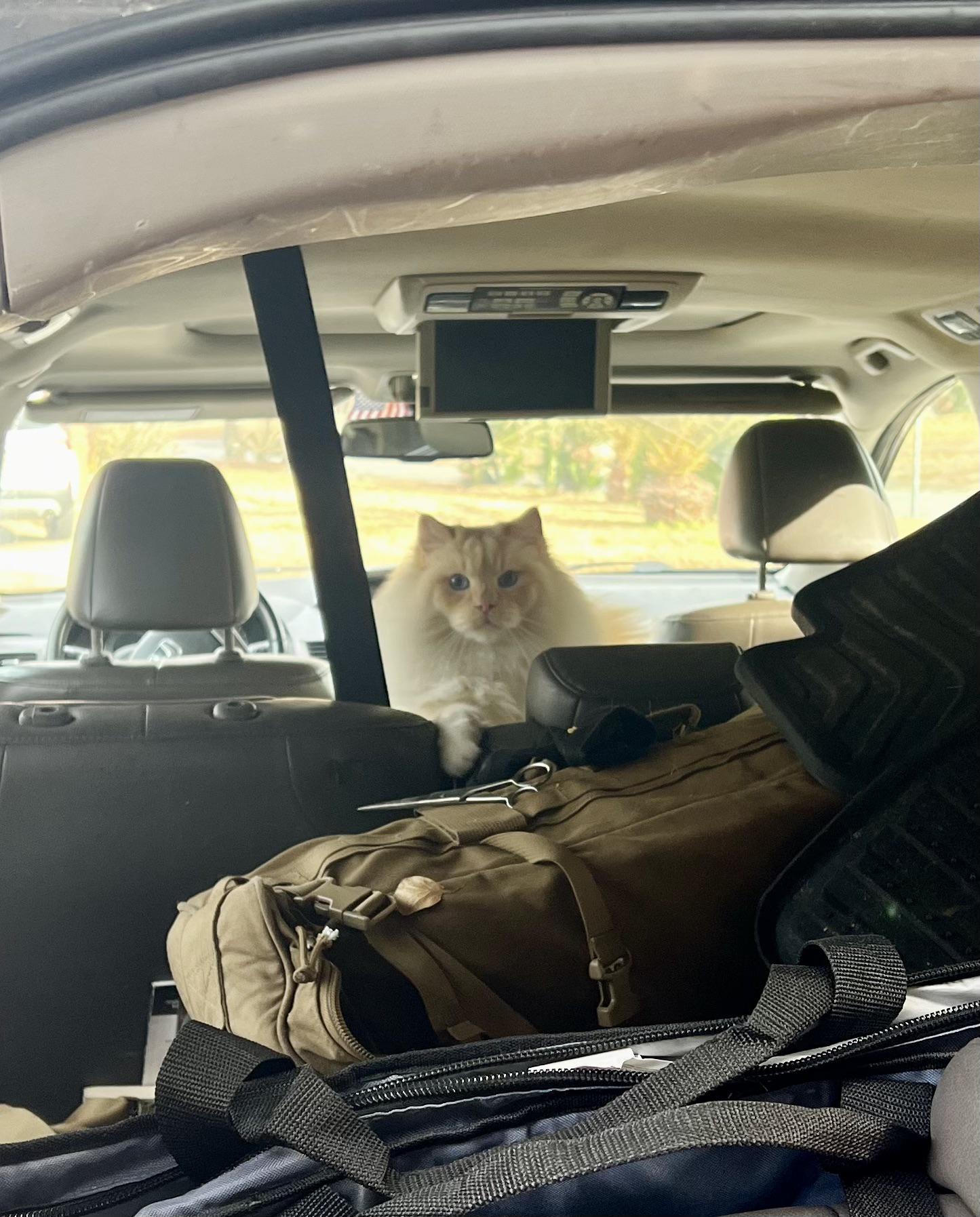 My Uber driver asking if I can fit it all in the trunk | Scrolller