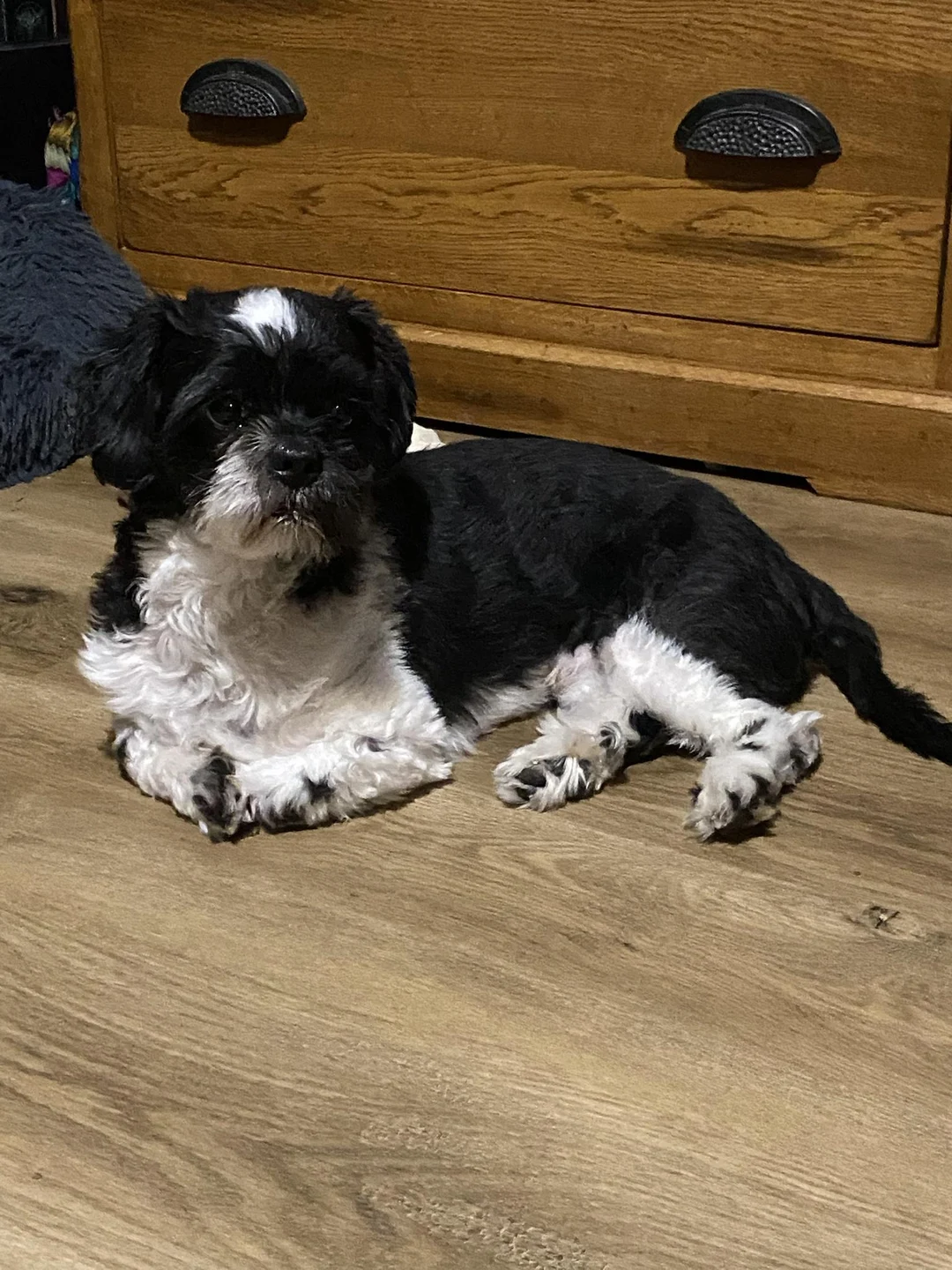 Master Cuppington The Third | Scrolller