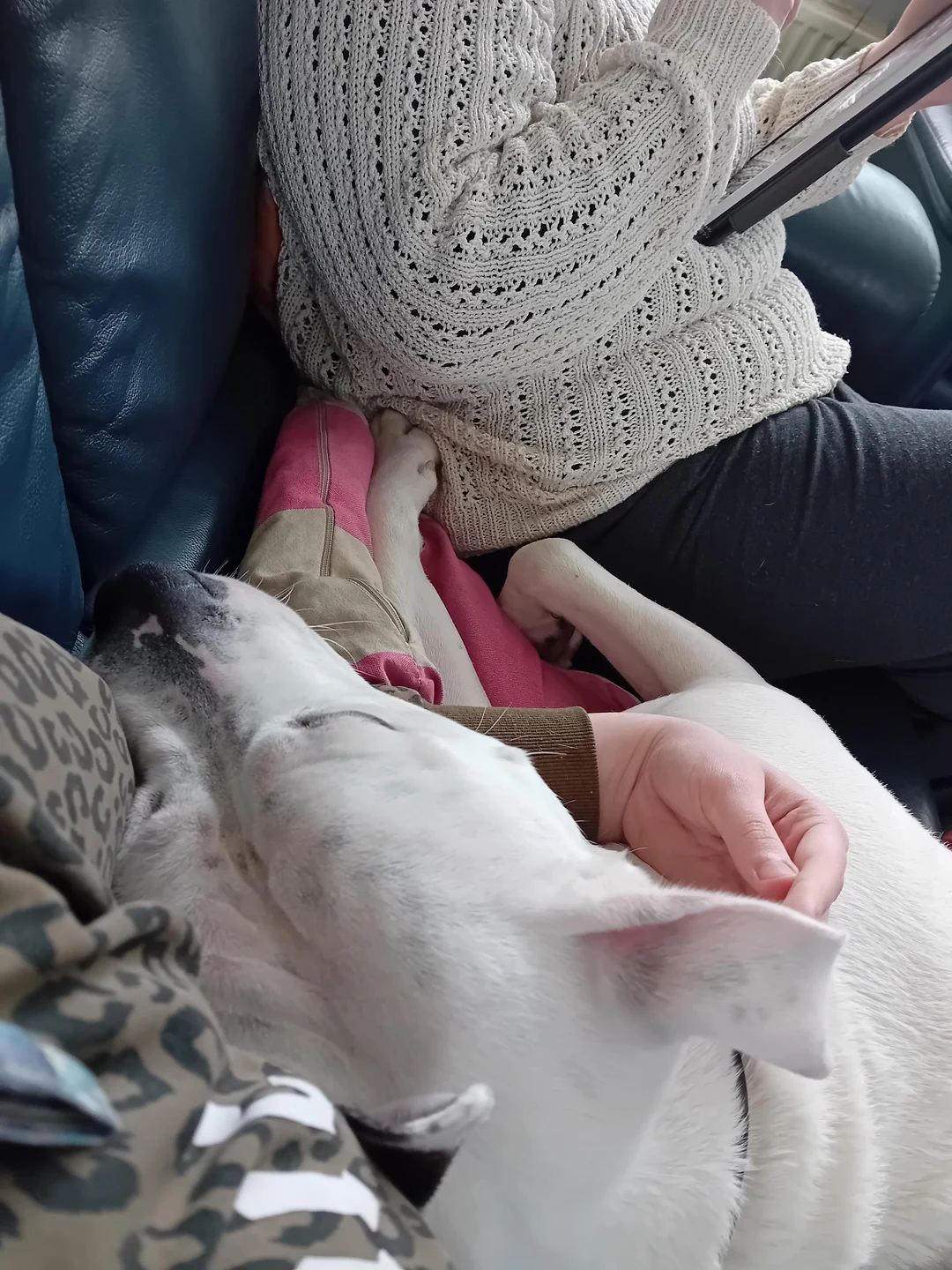 My pitty fell asleep in my arm | Scrolller