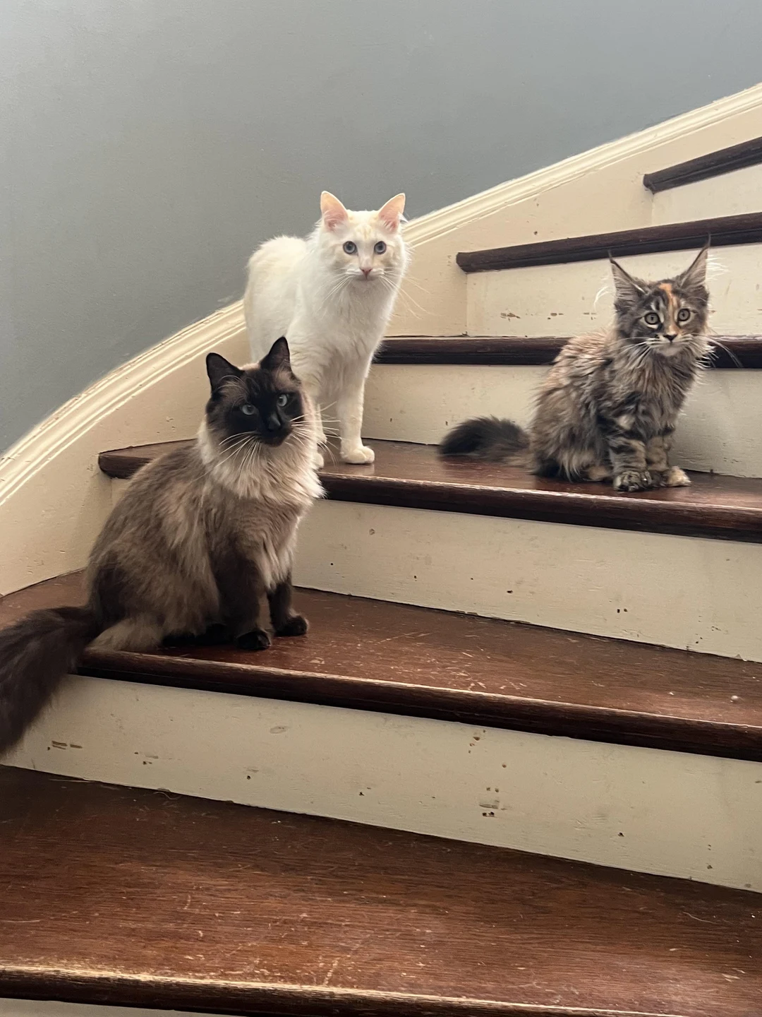 Evelyn and some of her fur siblings. | Scrolller