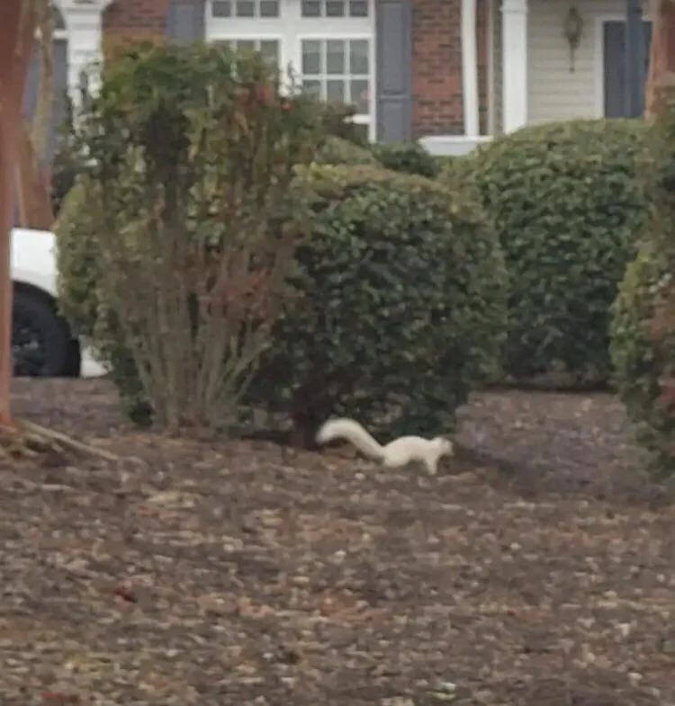 Been hearing about him for several weeks now but finally saw him for myself: We actually have a ...